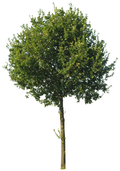 Freigestellte PNG Architektur Bäume – Kostenloser Download